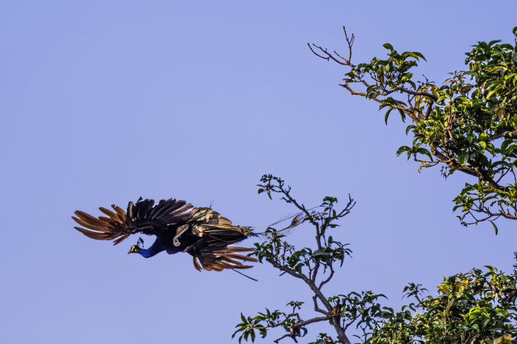 Indian peafowl in flight - Photography Marketplace